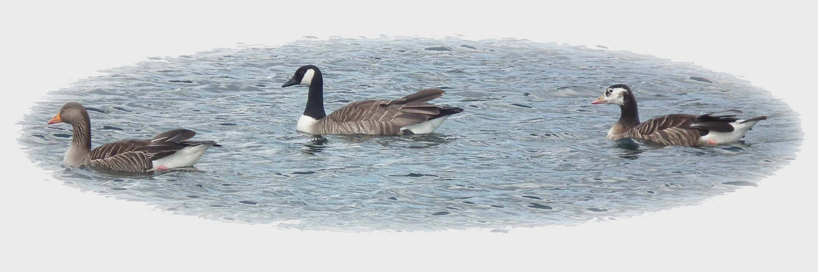 Brit-ish Birds - Greylag Goose