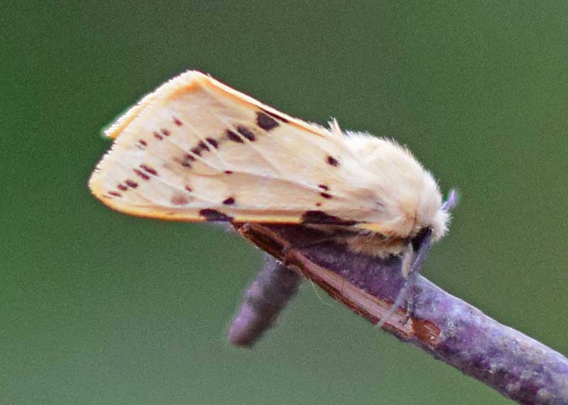 Rushcliffe Wildlife - Moths Photo Gallery