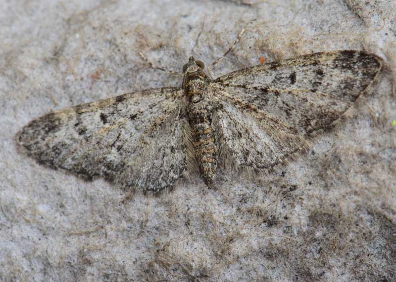 Rushcliffe Wildlife - Moths Photo Gallery