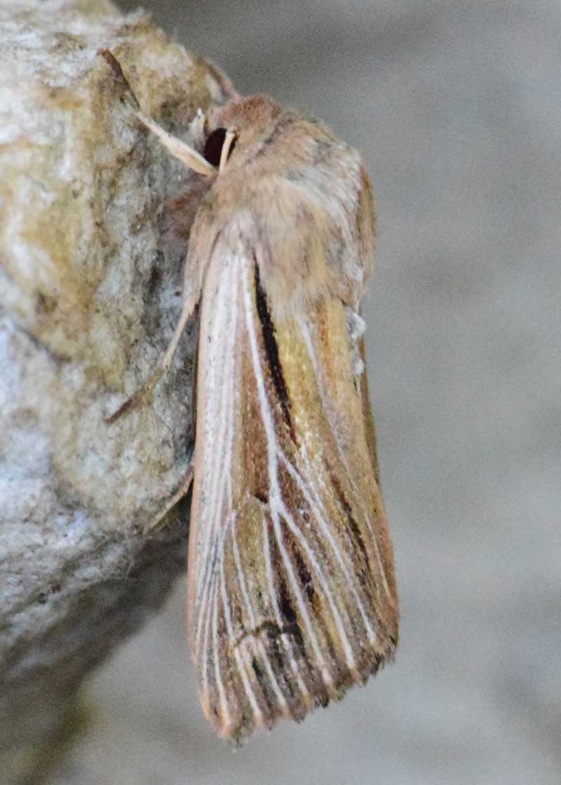 Rushcliffe Wildlife - Moths Photo Gallery